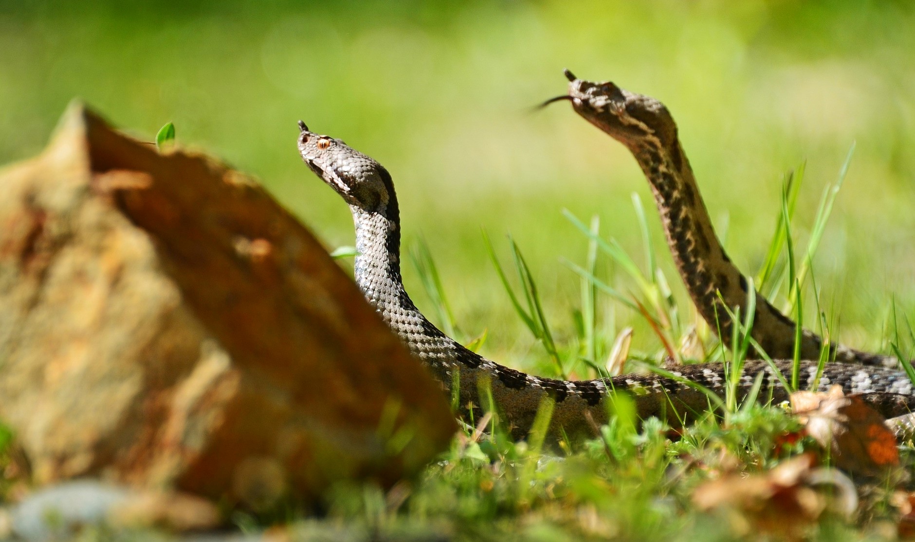 Imagini extrem de rare. Cum se luptă doi masculi de viperă cu corn ...