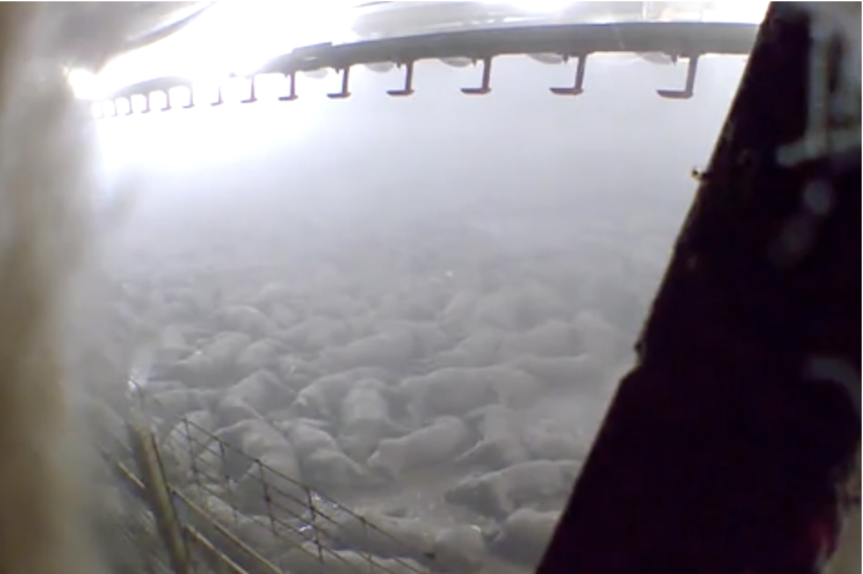 Breaking: Gruesome Footage Shows Pigs Roasted Alive At Iowa’s Leading ...