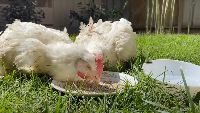 Baywatch Star Who Saved Chickens from Slaughterhouse Gets Trial Date ...