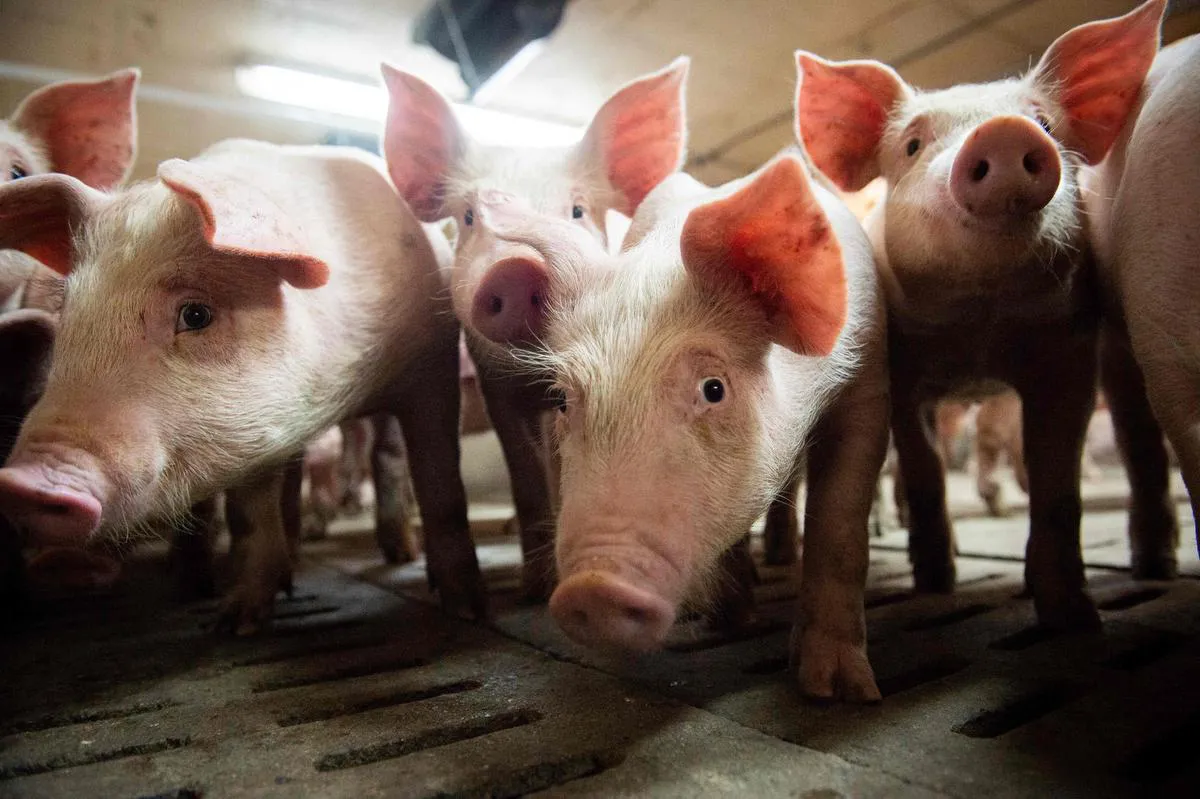 Hidden Camera in U.S. Slaughterhouse Shows Horror of Gassing Pigs