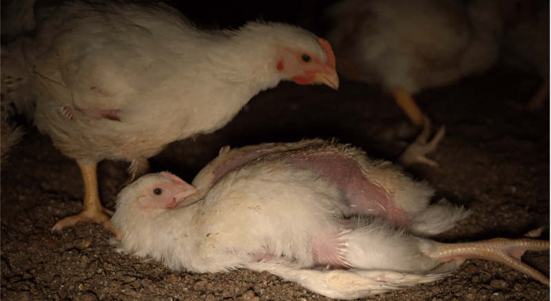 Exposing Petaluma Poultry