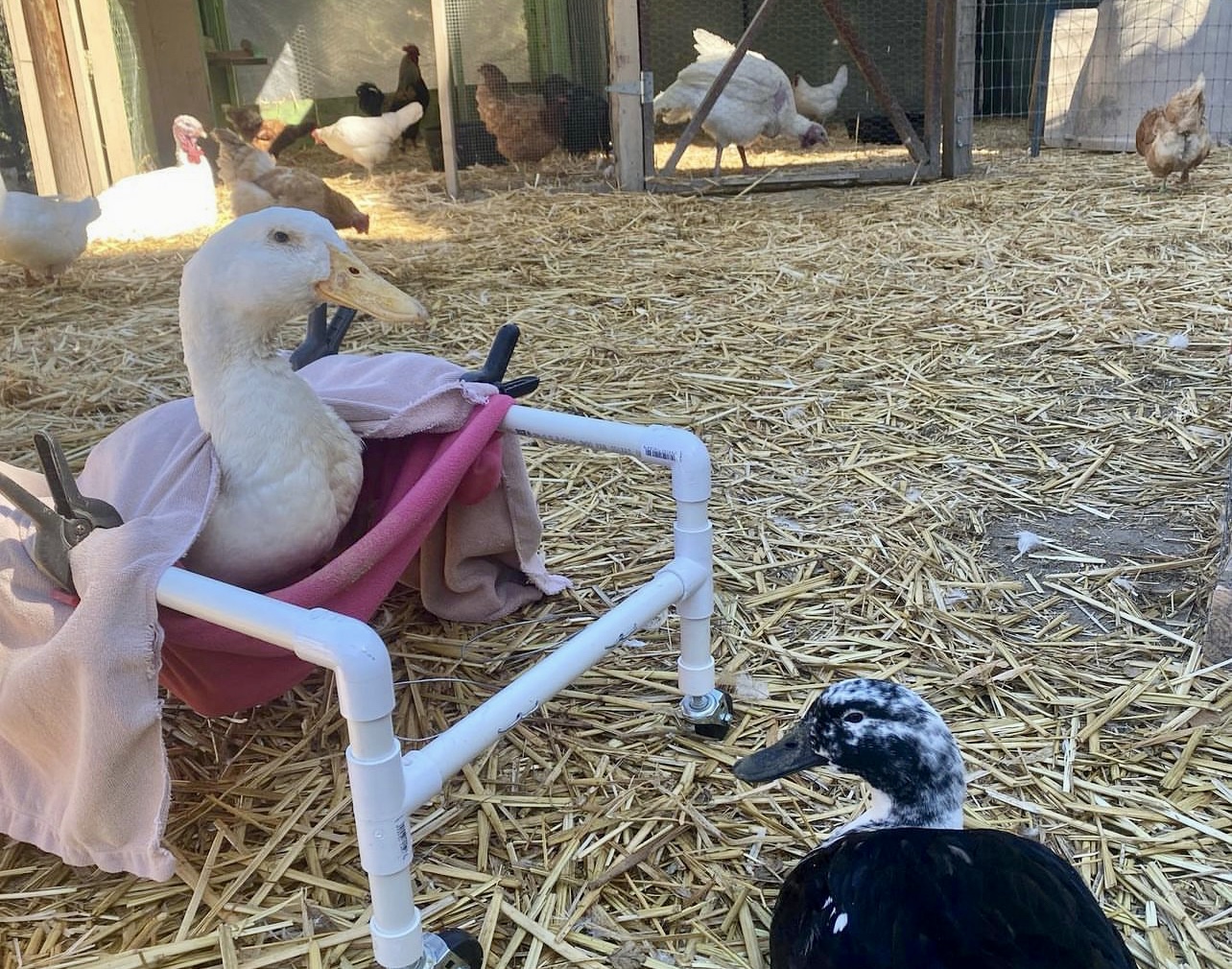 This Disabled Duck is at the Center of a Felony Case. His Name is Bruce.
