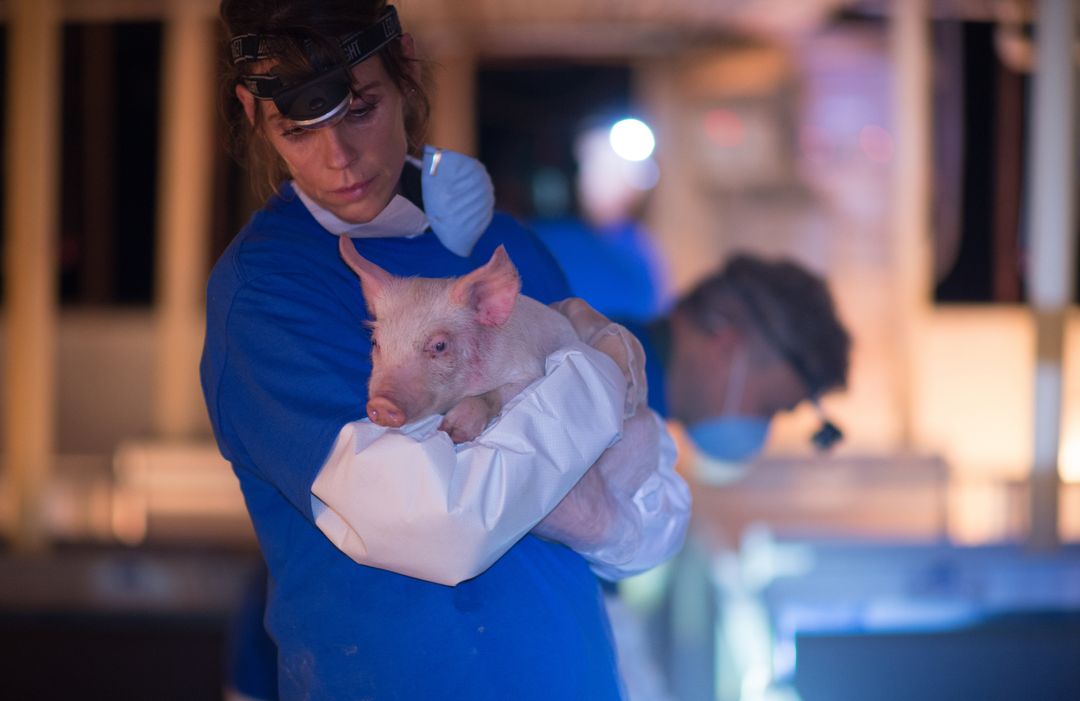 Donate - Direct Action Everywhere