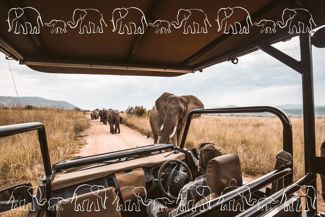 African Adventure: How to Plan the Ultimate Safari Trip — Skratch