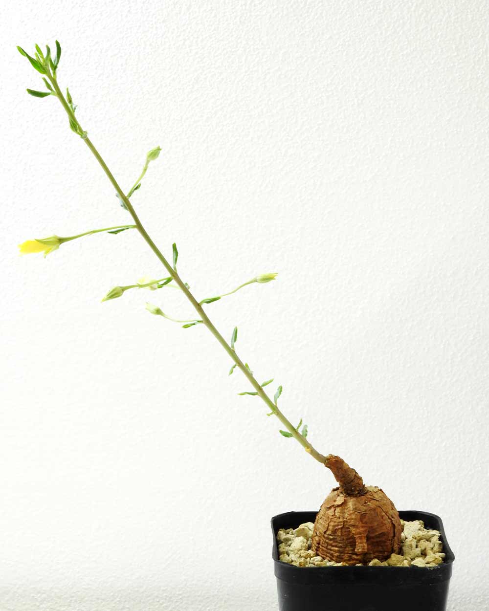 🌱 Talinum caffrum – Import | Seedlings | Shop Now