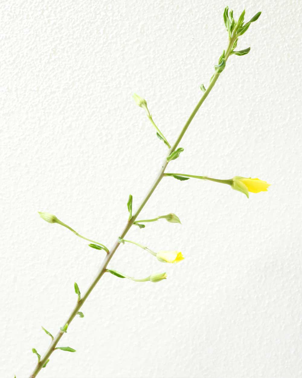 🌱 Talinum caffrum – Import | Seedlings | Shop Now