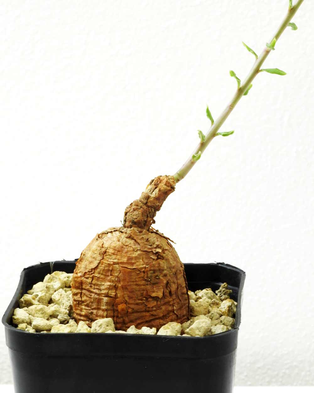 🌱 Talinum caffrum – Import | Seedlings | Shop Now