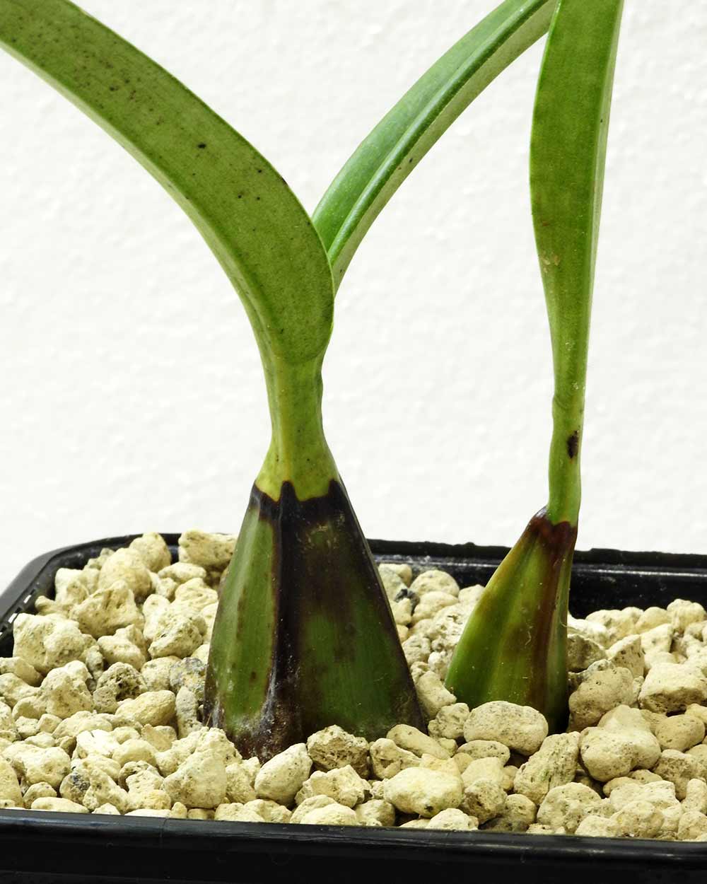 🌱 Oeceoclades calcarata | Cuttings | Shop Now