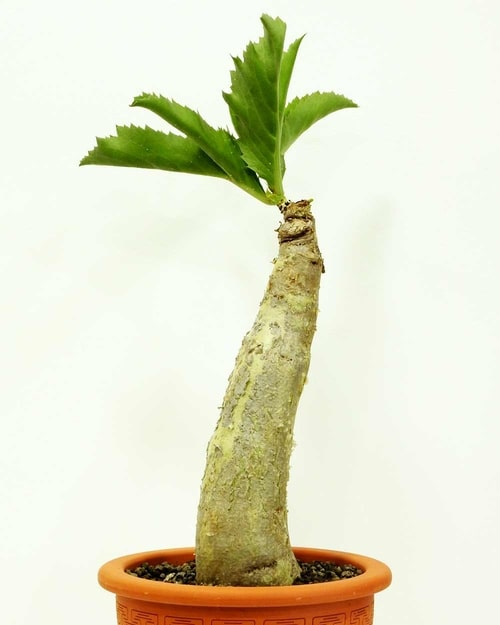 🌱 New Arrivals | HOJNY Succulents