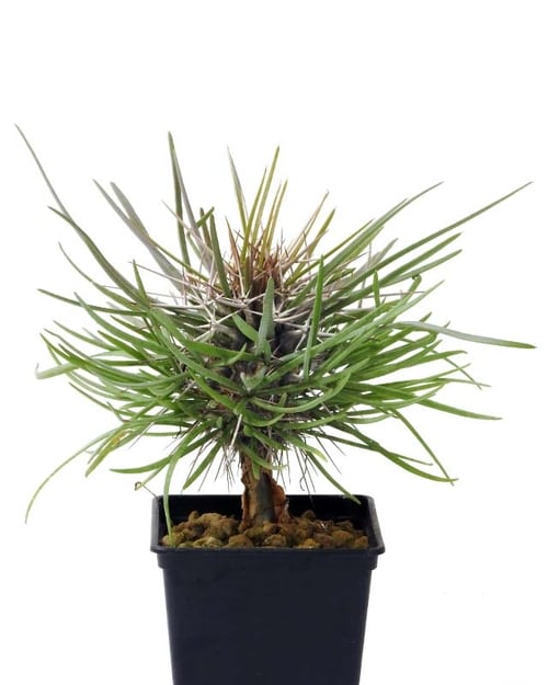 🌱 Cycas petraea | Seedlings | Shop Now