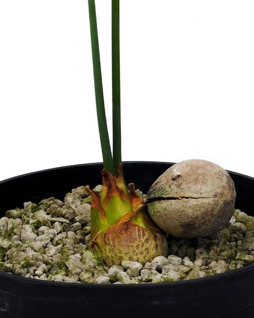 🌱 Cycas petraea | Seedlings | Shop Now