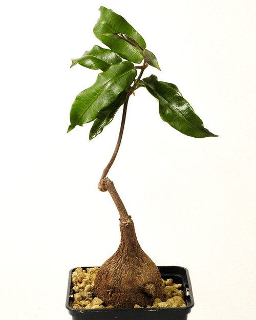 🌱 Cycas petraea | Seedlings | Shop Now