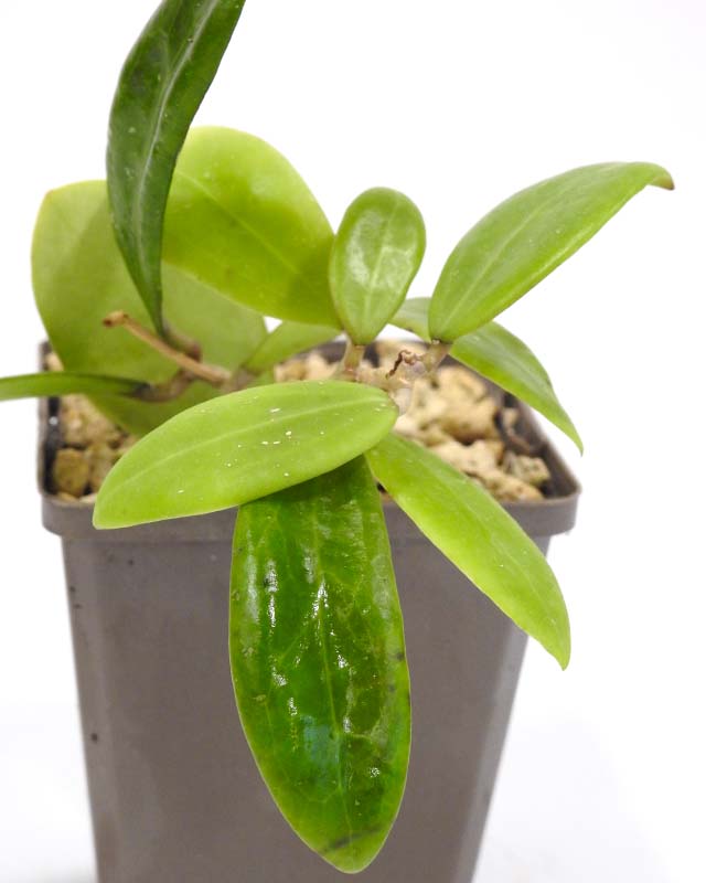 🌱 Hoya bhutanica | Cuttings | Shop Now