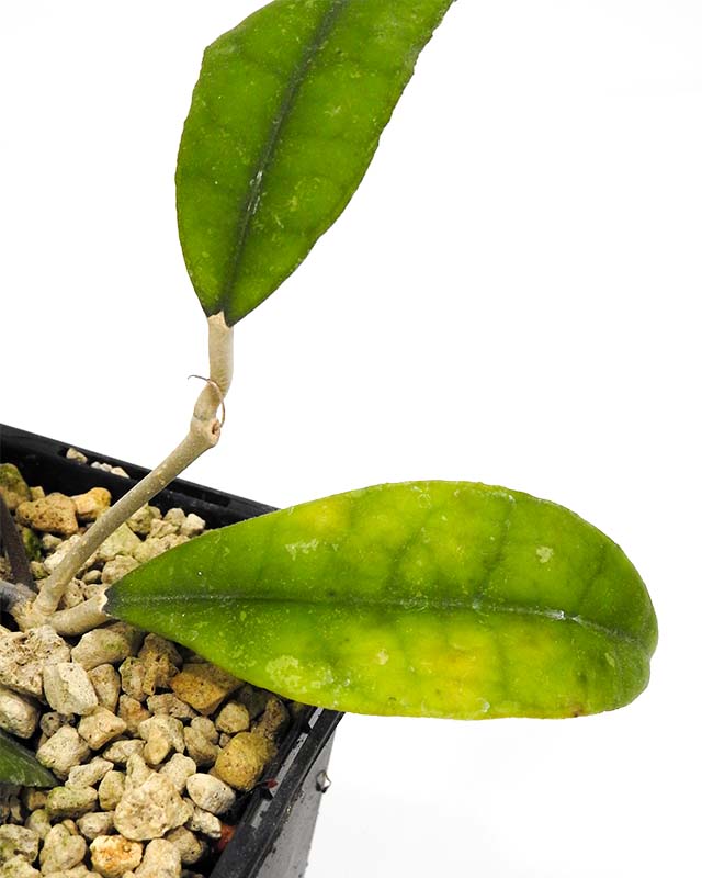 🌱 Hoya finlaysonii "Panggha" | Cuttings | Shop Now