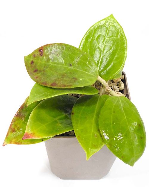 🌱 Hoya pottsii "Chiang Mai" | Cuttings | Shop Now