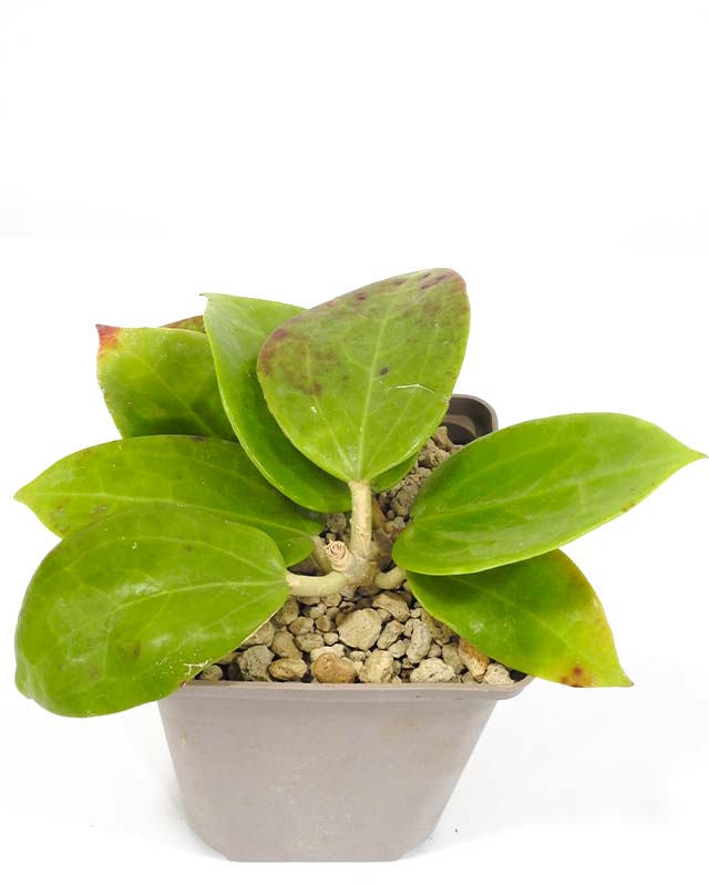 🌱 Hoya pottsii "Chiang Mai" | Cuttings | Shop Now