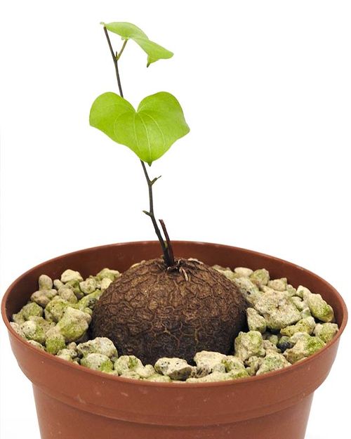 🌱 Rare And Exclusive Succulents For Sale | HOJNY Succulents