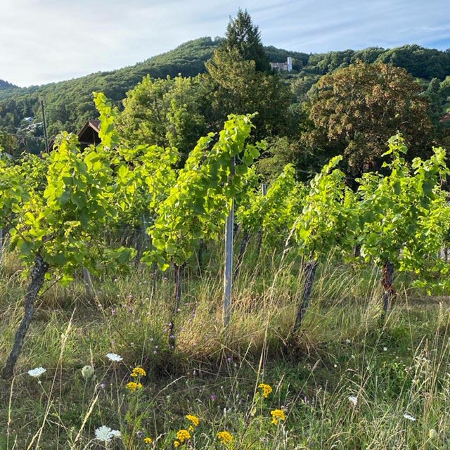 A beginners' guide to German wine by an expert