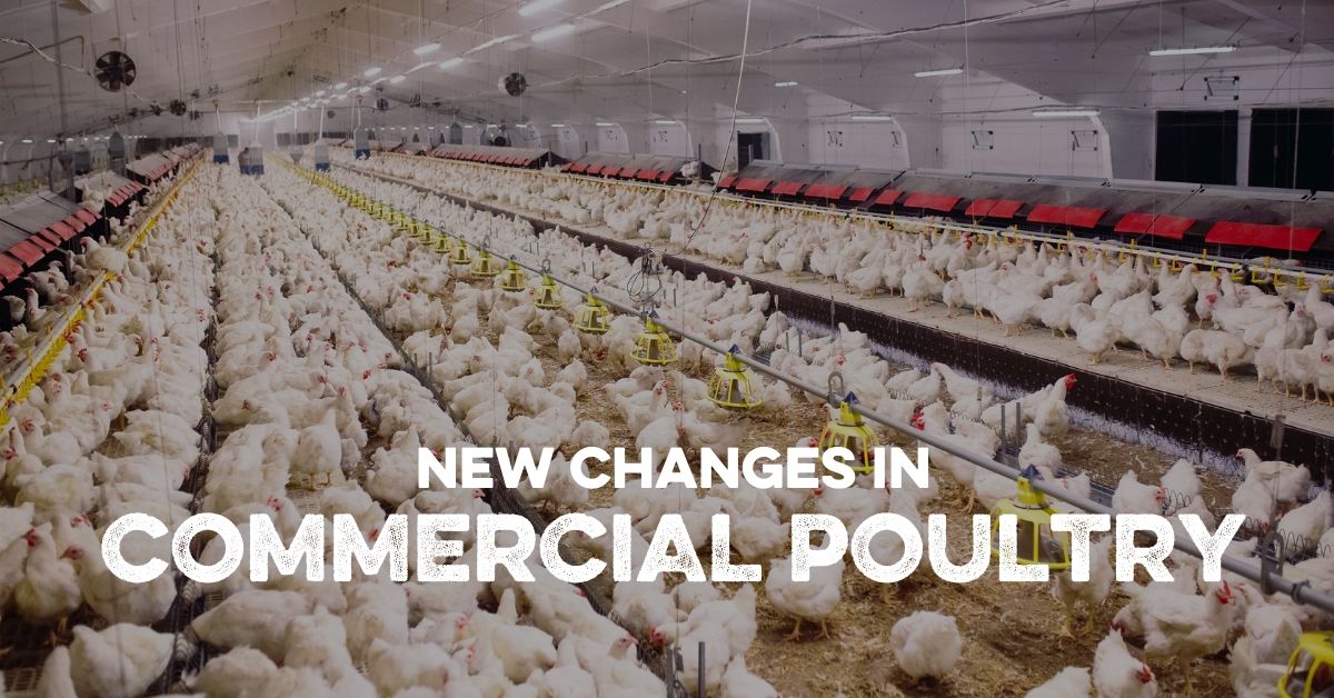 New Changes in Commercial Poultry