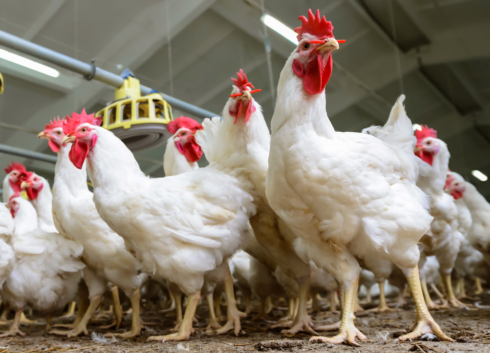 How To Keep Poultry Litter Dry