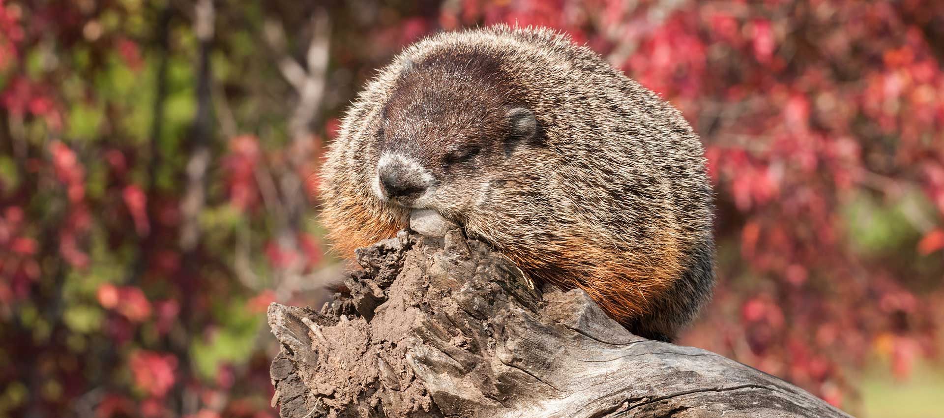 Murmeli-Bett | Hüsser Innenausbau