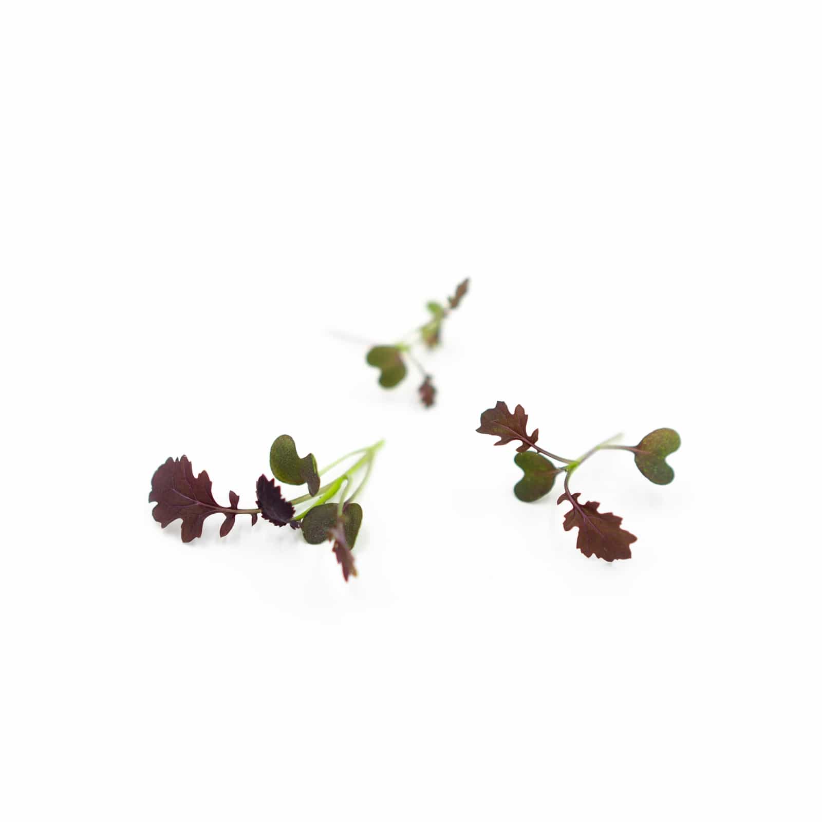 Micro Basil (Thai Red Stem)