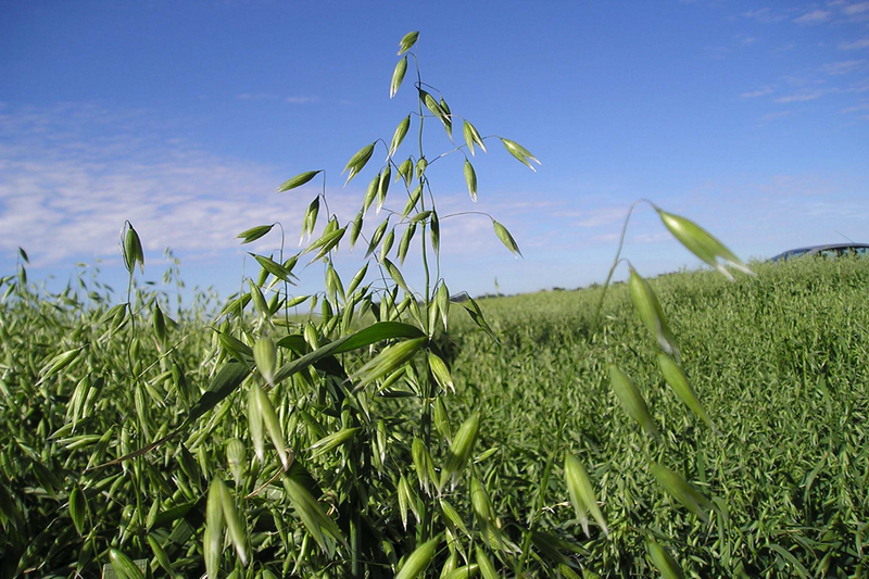 Oat