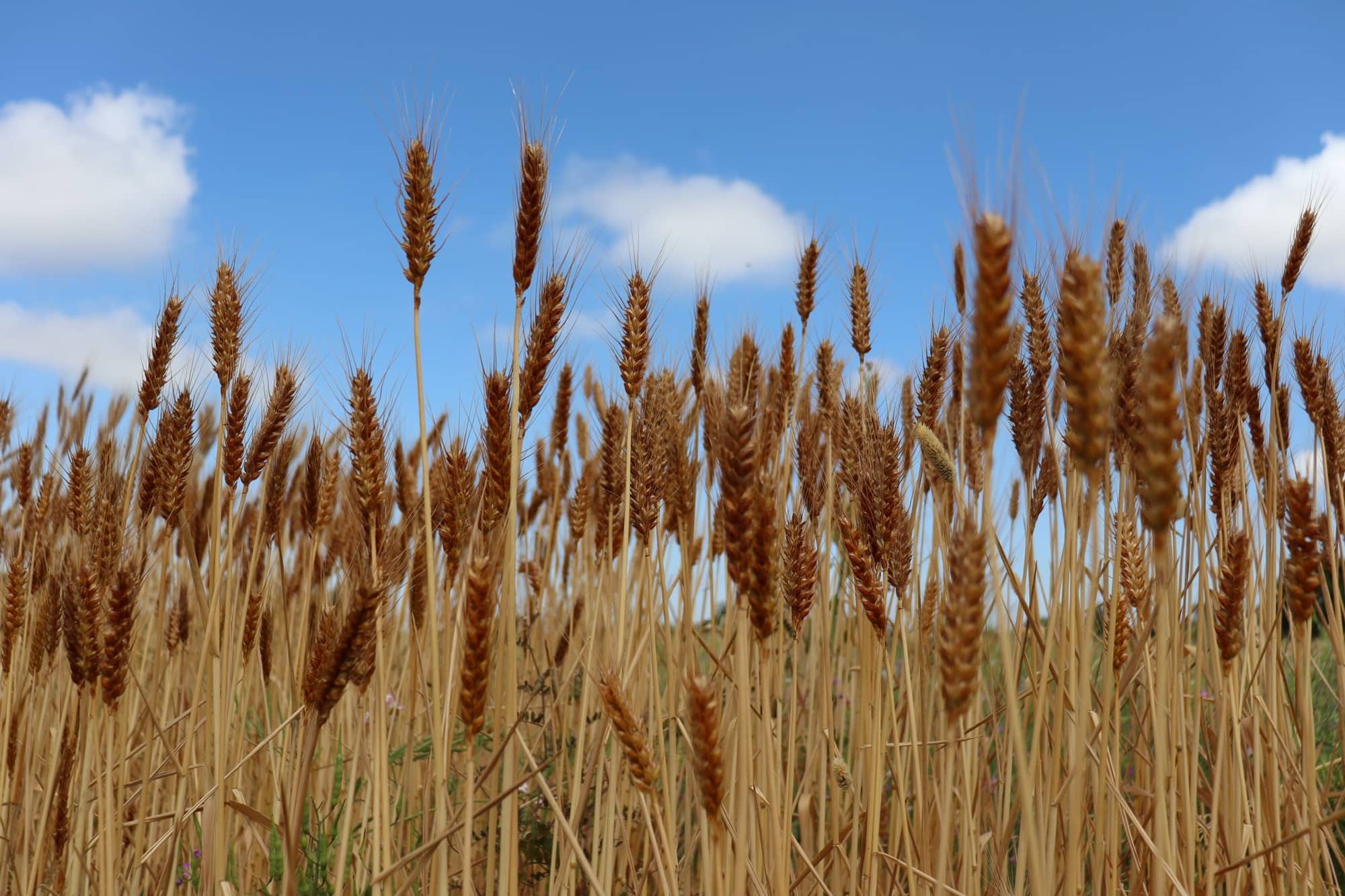 Golden State Grains