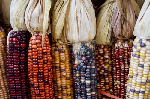 Flint Corn