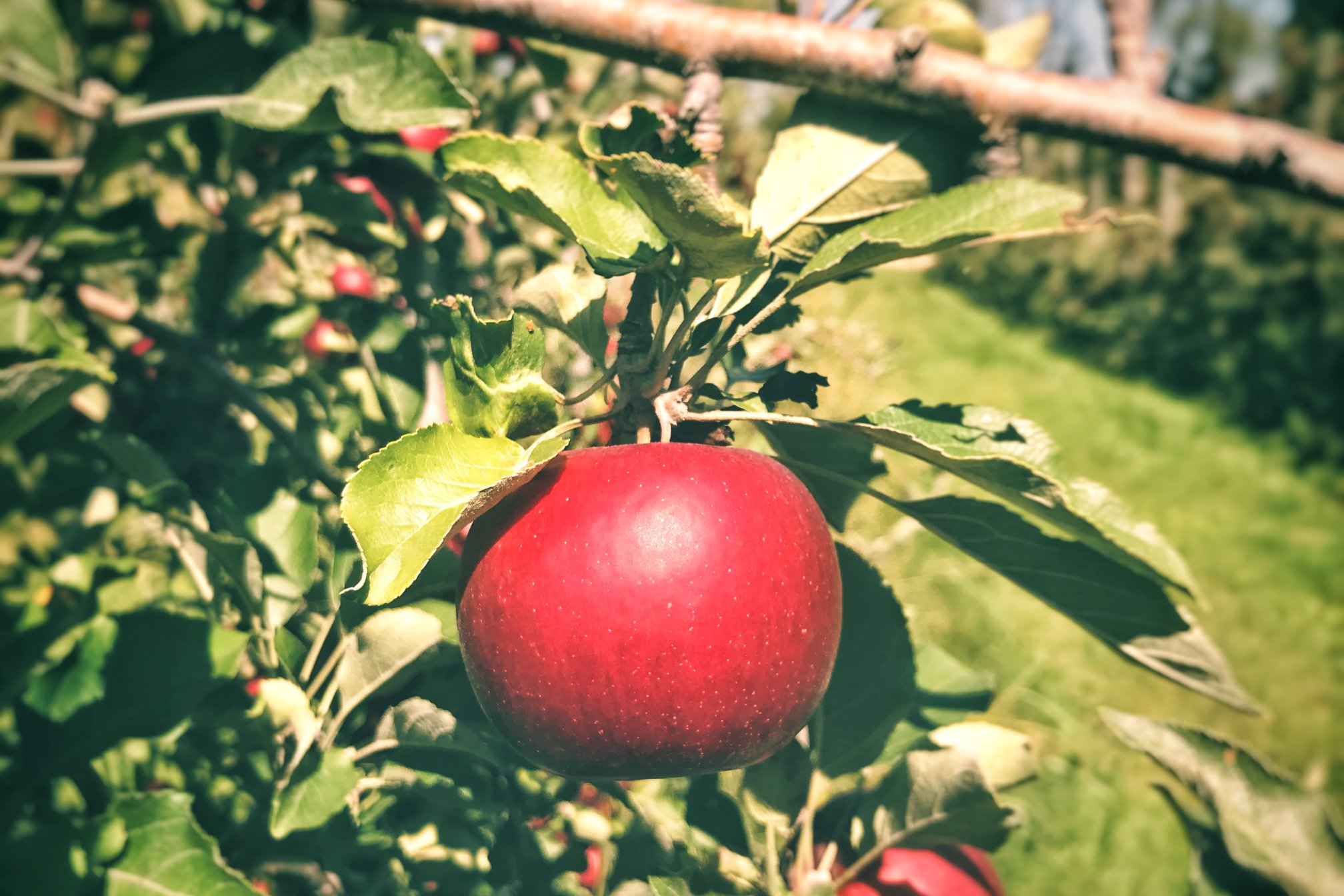 Wilson's Orchard & Farm