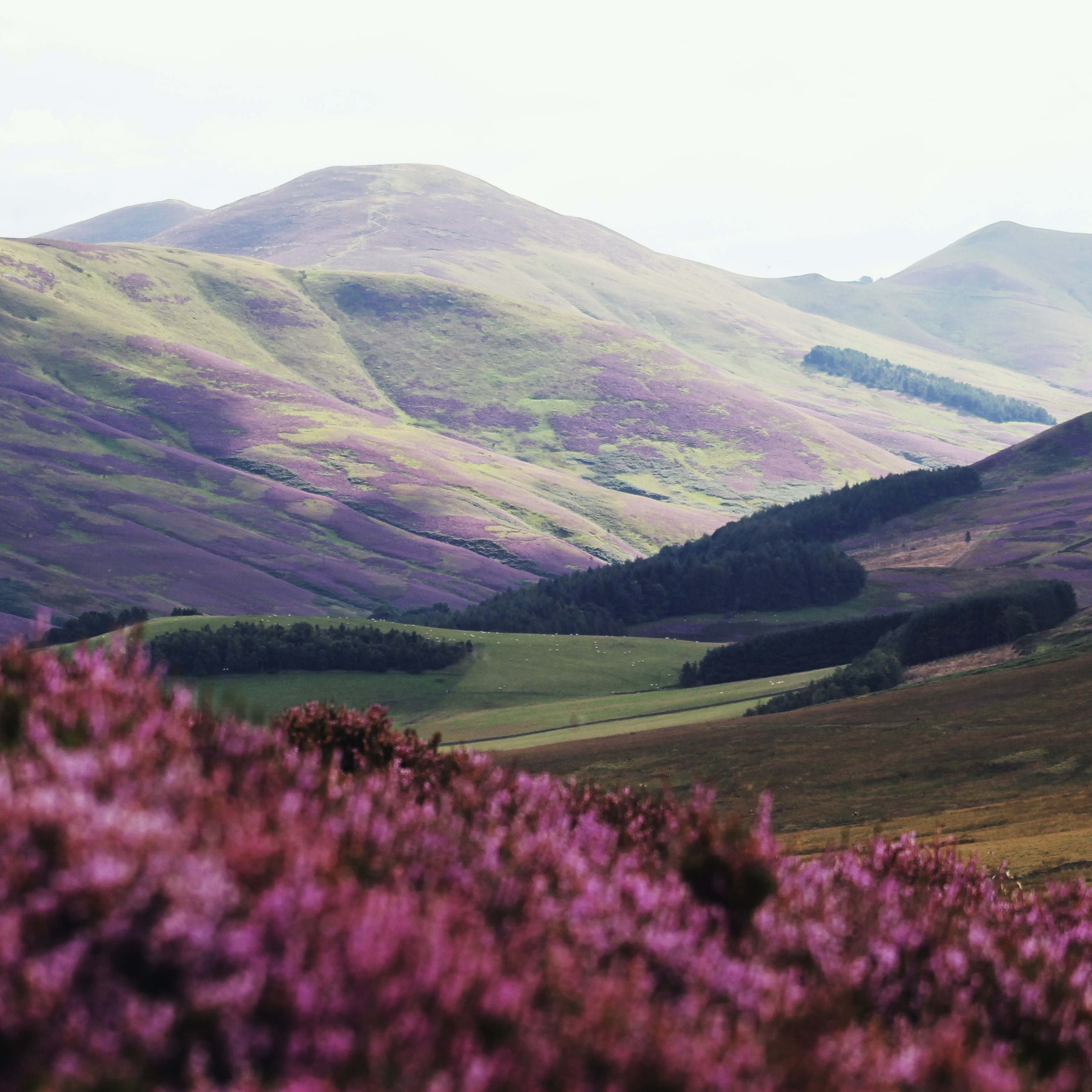 Fleurs de Villes Journal - Heather of the Highlands