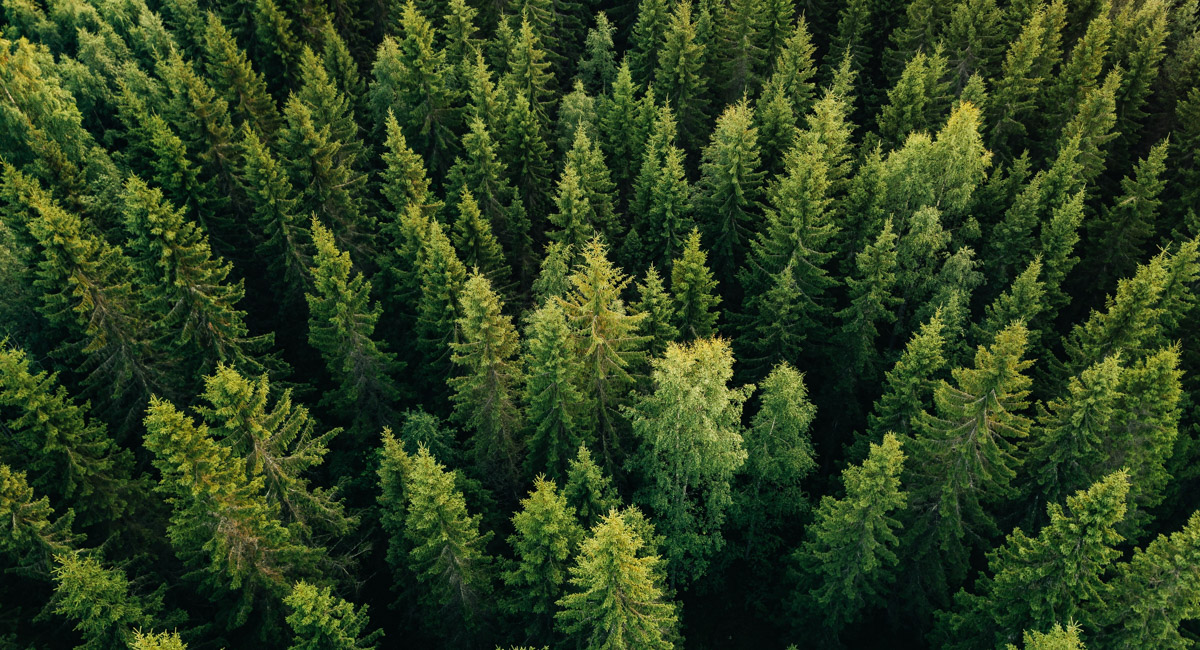 Metsät ja puuraaka-aine - Metsäteollisuus ry