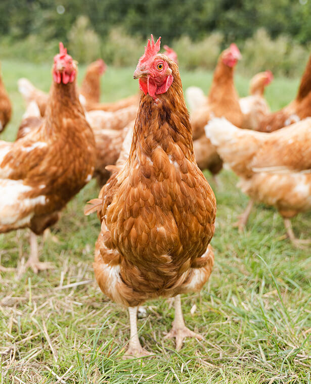 Cotswold Eggs | Our Eggs