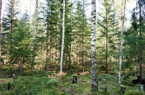 Forests are Finland's most valuable natural resource - Finnish Forest ...
