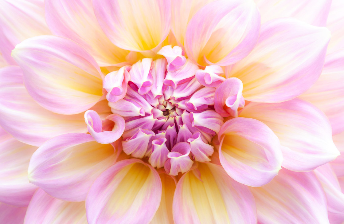 Focus: A beginner's guide to macro photography