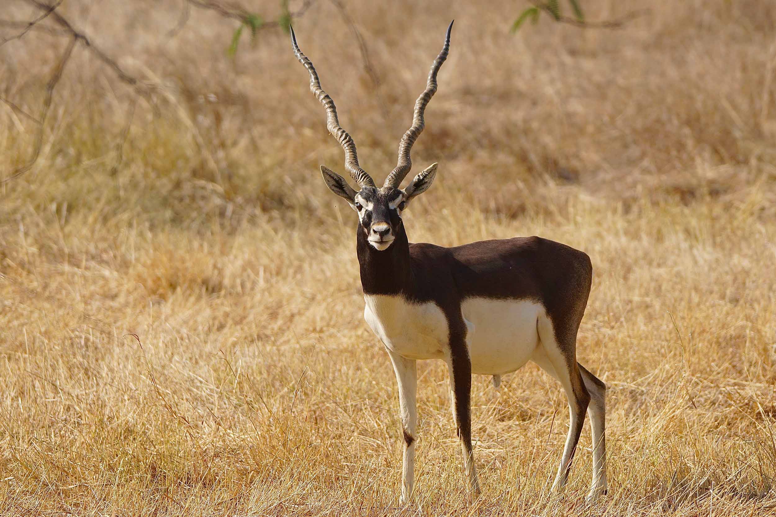 World Class Texas Blackbuck Antelope Hunt | Wild