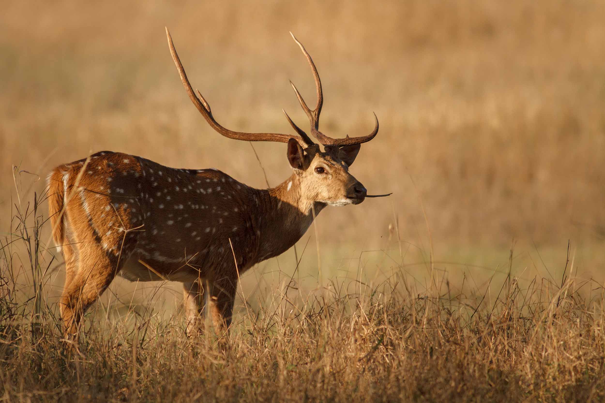 Top Rated Texas Axis Deer Hunt | Wild