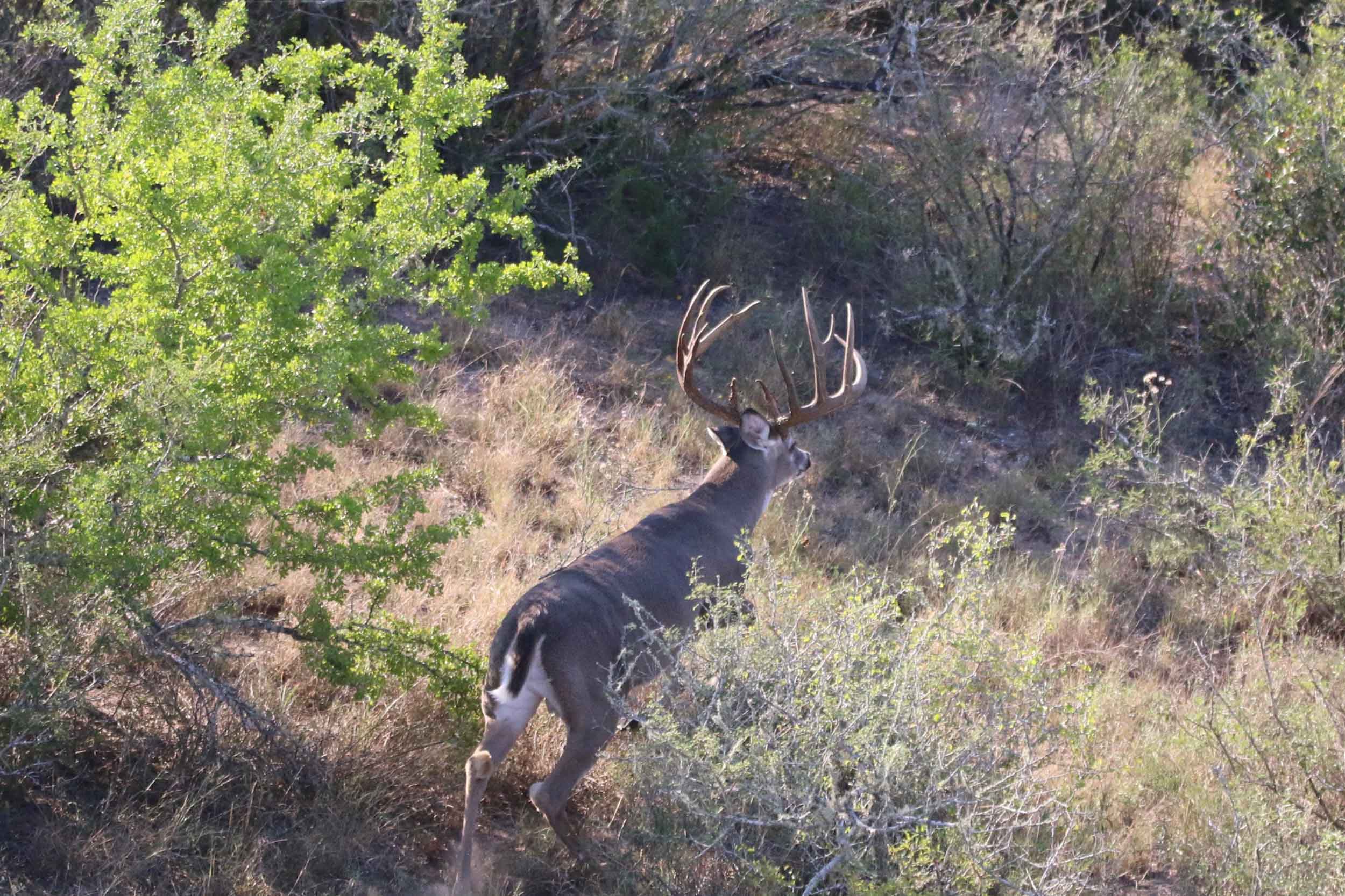 Best-In-Class Texas Whitetail Hunt | Wild
