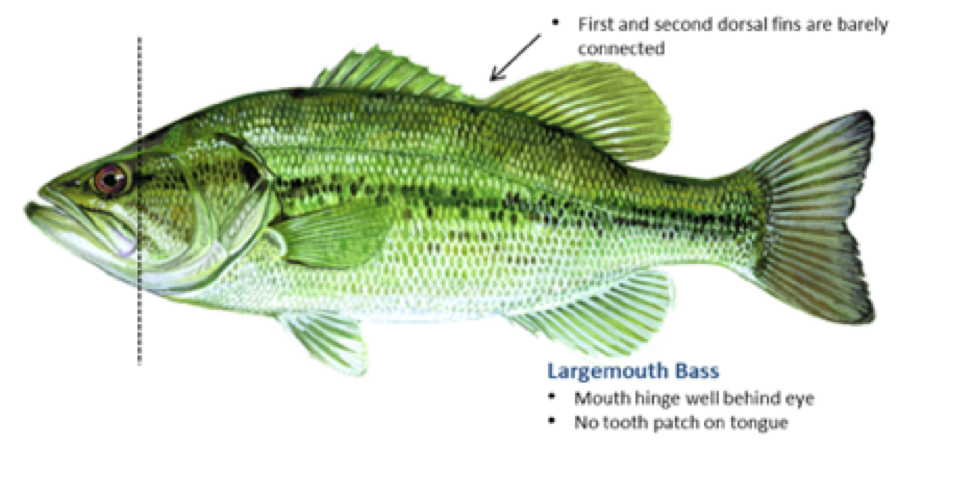 Largemouth Bass Biology: Everything You'd Want to Know