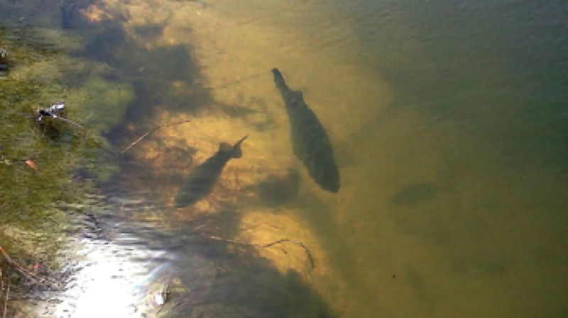 Largemouth Bass Biology: Everything You'd Want to Know
