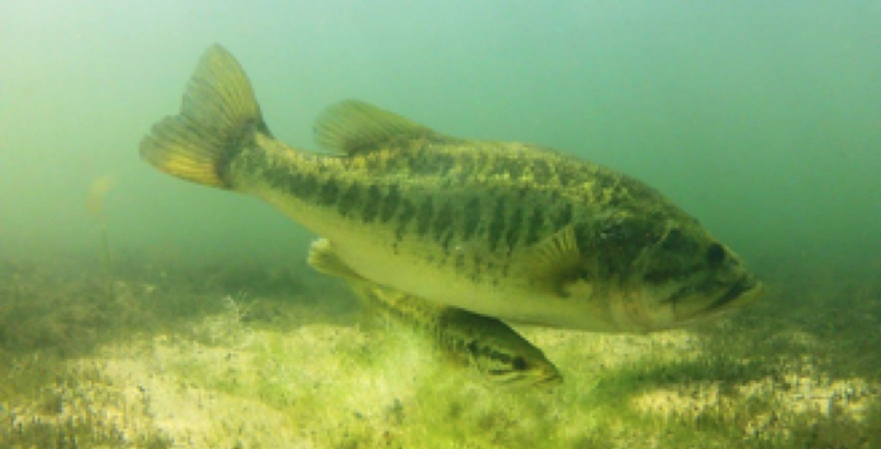Largemouth Bass Biology: Everything You'd Want to Know