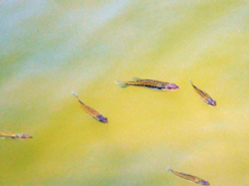 Largemouth Bass Biology: Everything You'd Want to Know