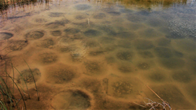 Largemouth Bass Biology: Everything You'd Want to Know