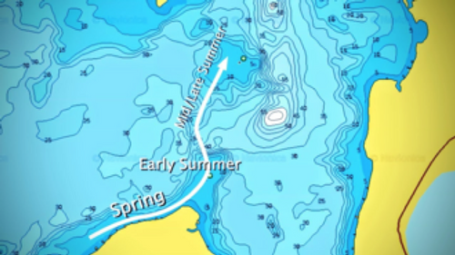 Largemouth Bass Biology: Everything You'd Want to Know