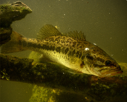 Largemouth Bass Biology: Everything You'd Want to Know