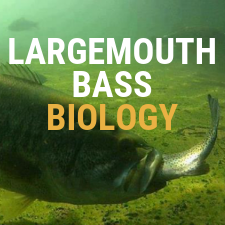 Largemouth Bass Biology: Everything You'd Want to Know