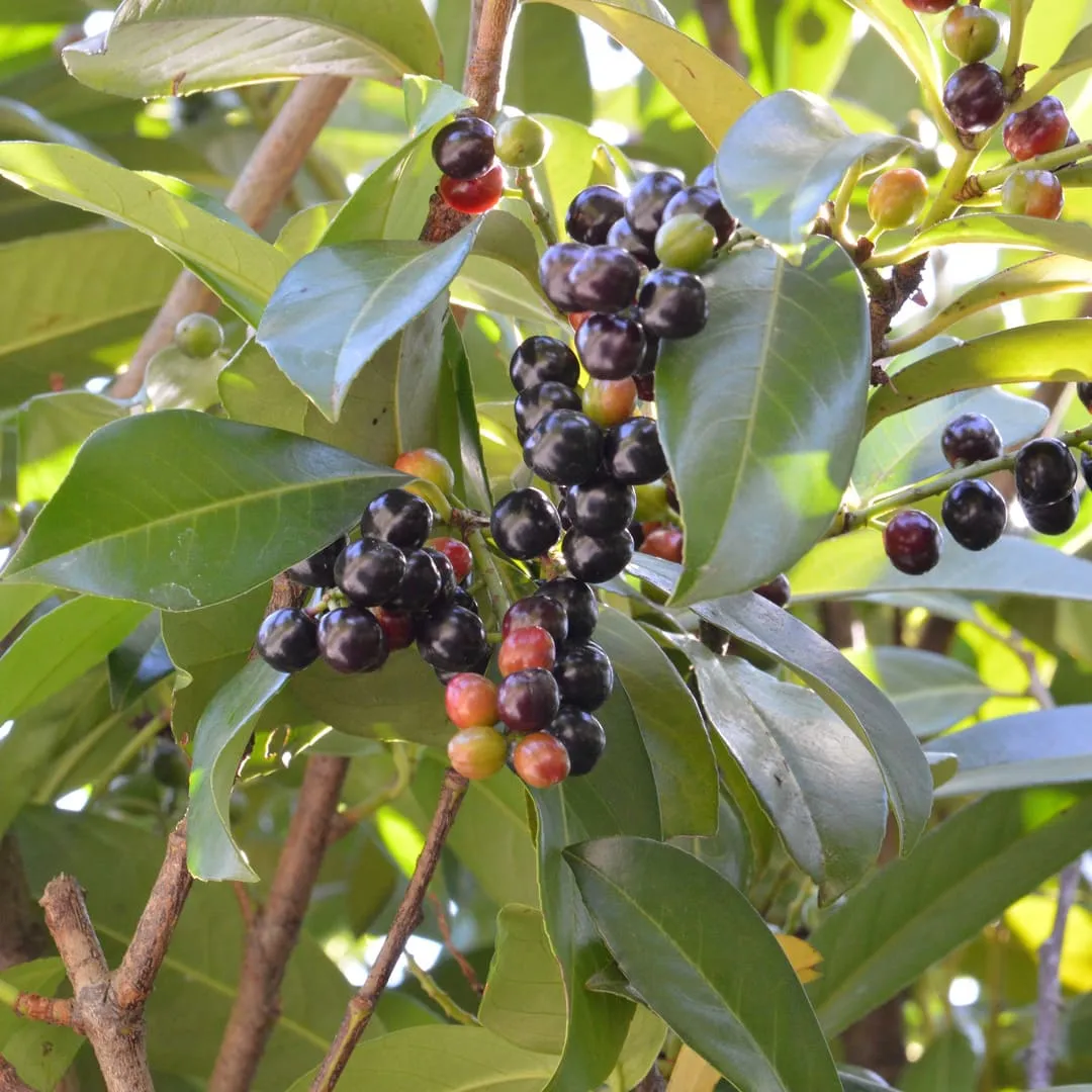 Néophyte Checker | Reconnaître les plantes envahissantes