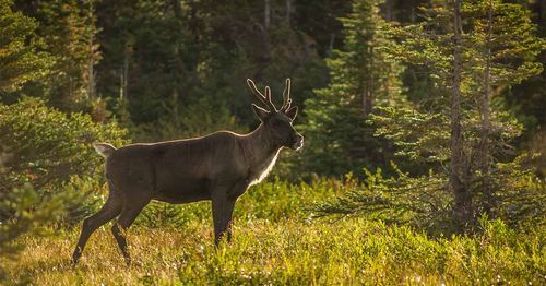Caribou Herds Tripled Thanks To Indigenous Knowledge and Science
