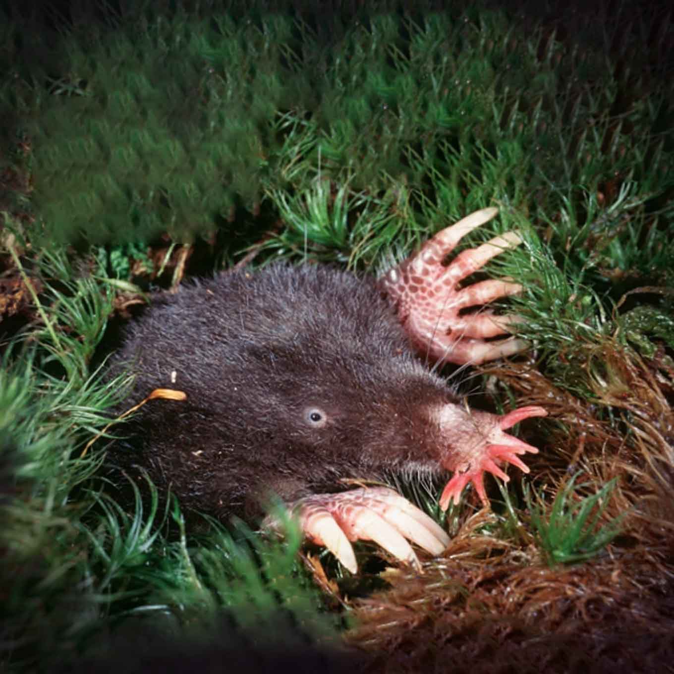 Photos Of The 21 Ugliest Animals and How To Protect Them Photos Of The 21 Ugliest Animals and How To Protect Them