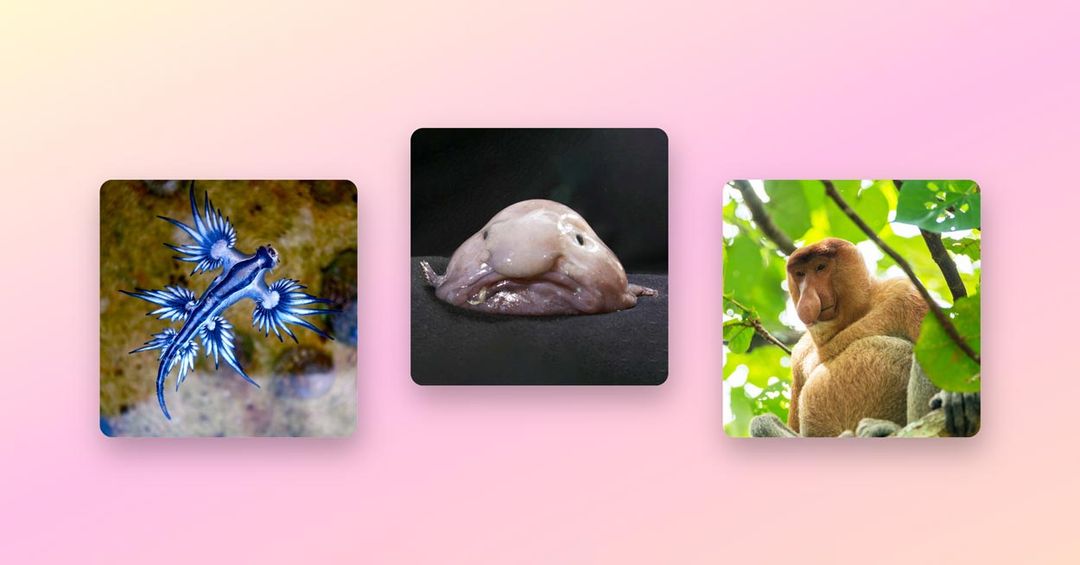 Photos of the 21 Ugliest Animals 📸 (and How To Protect Them)